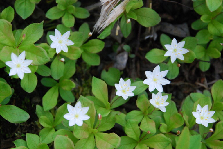 Northern Starflower - Trientalis Borealis - Boreal Forest