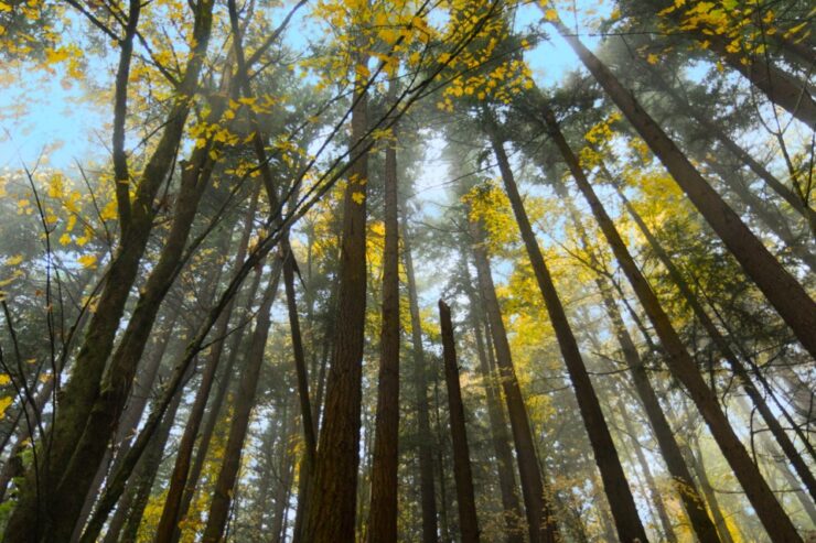 Northwestern Ontario Forestry Facts - Boreal Forest