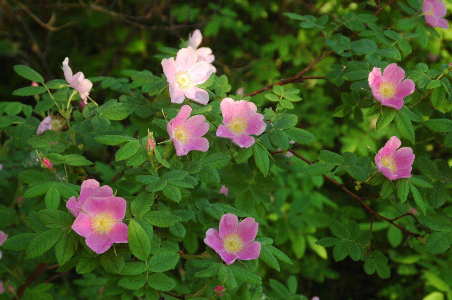 Prickly Wild Rose - Rosaceae (Rose Family) - Boreal Forest