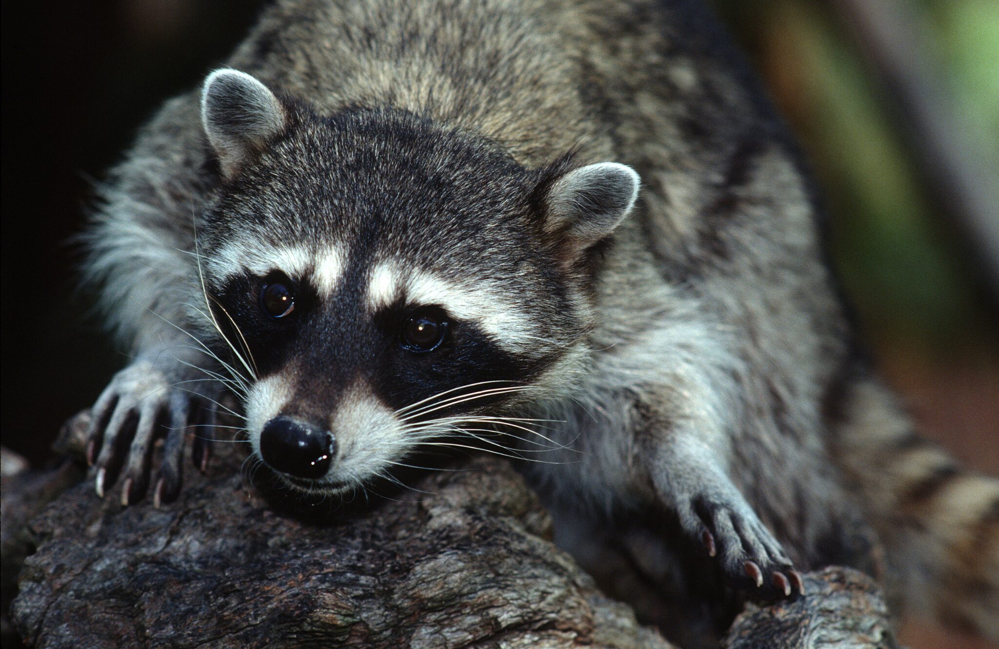 Raccoon - Procyon Lotor - Boreal Forest