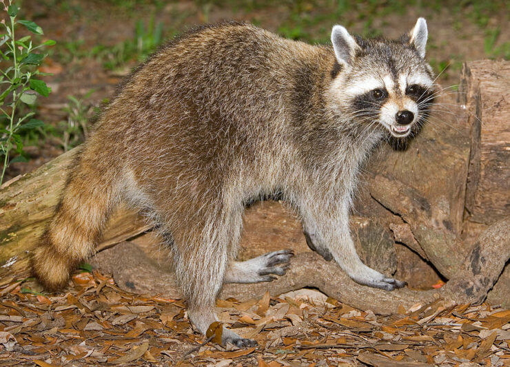 Raccoon - Procyon Lotor - Boreal Forest