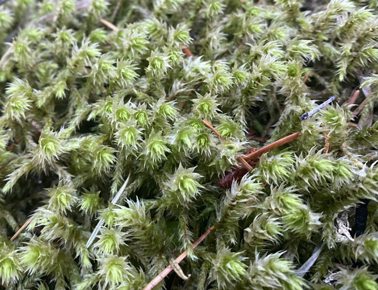 Shaggy Moss "Electrified Cat's Tail Moss" - Boreal Forest