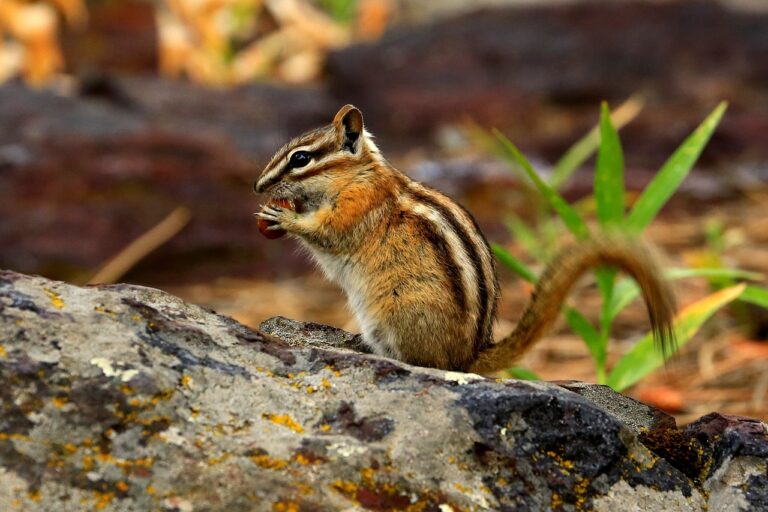 Siberian Chipmunk - Tamias Sibiricus - Boreal Forest