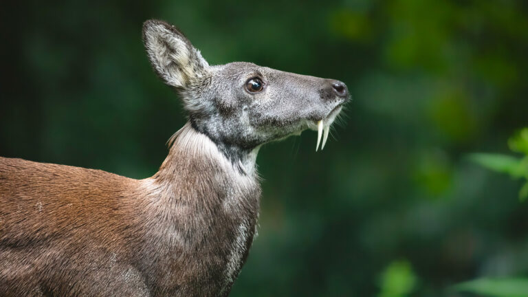 Siberian Musk Deer - Moschus Moschiferus - Boreal Forest