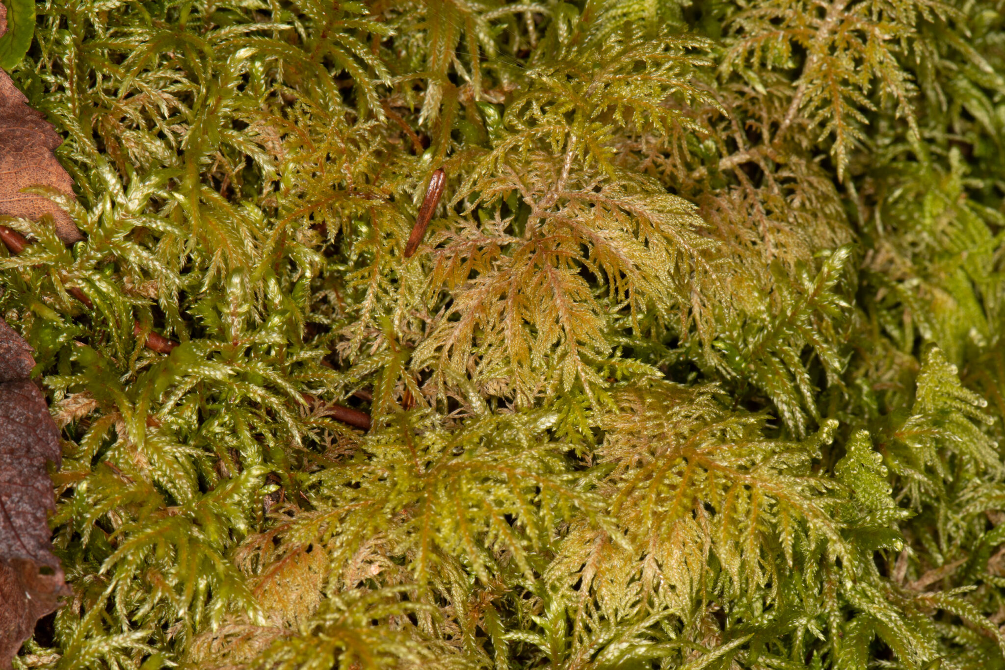 Stair-step Moss - Hylocomium Splendens - Boreal Forest