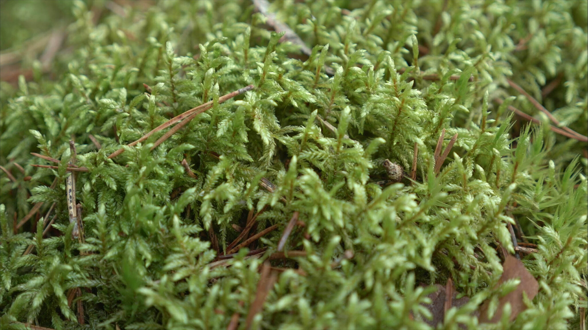Stair-step Moss - Hylocomium Splendens - Boreal Forest