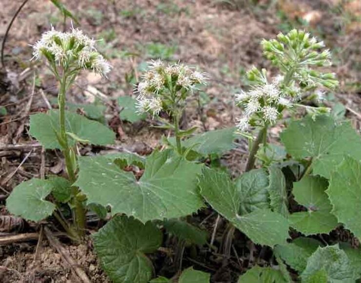 Sweet Coltsfoot "Palmate-Leaved Coltsfoot" - Boreal Forest