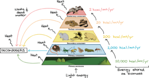 The Food Chain - Boreal Forest