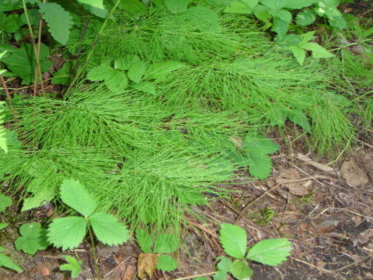 Woodland Horsetail "Wood Horsetail"- Equisetum Sylvaticum - Boreal Forest