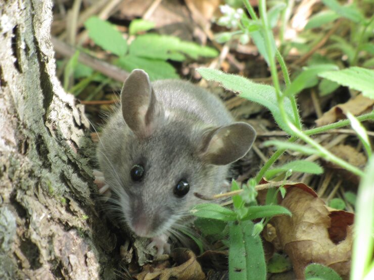 Deer Mouse - Peromyscus Maniculatus - Boreal Forest