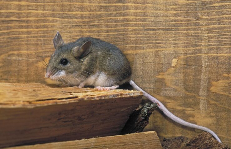 Deer Mouse - Peromyscus Maniculatus - Boreal Forest