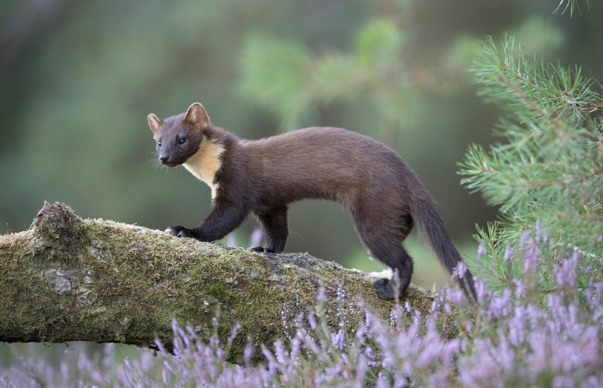 Pine Marten - Martes Americana - Boreal Forest