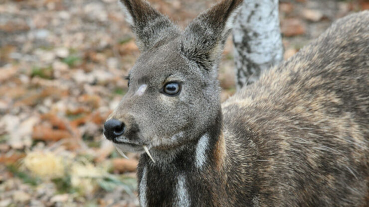 Siberian Musk Deer - Moschus Moschiferus - Boreal Forest