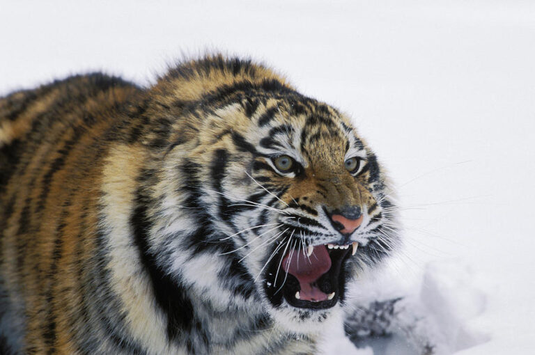 Siberian Tiger - Panthera Tigris Altaica - Boreal Forest