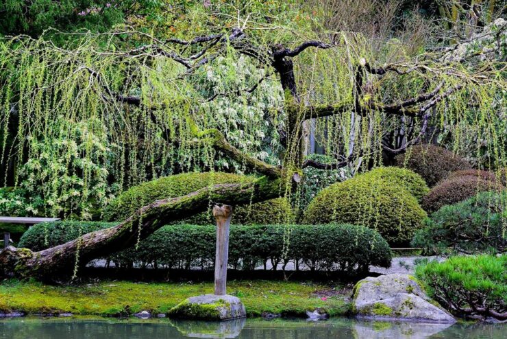Weeping Willow - Salix Babylonica - Boreal Forest