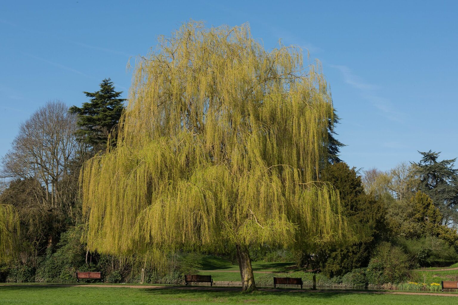 Weeping Willow - Salix Babylonica - Boreal Forest