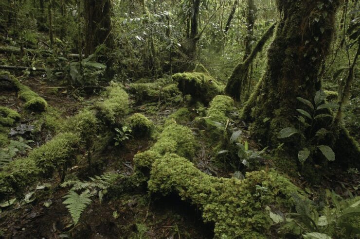 The Future Of Forest Protection - Boreal Forest