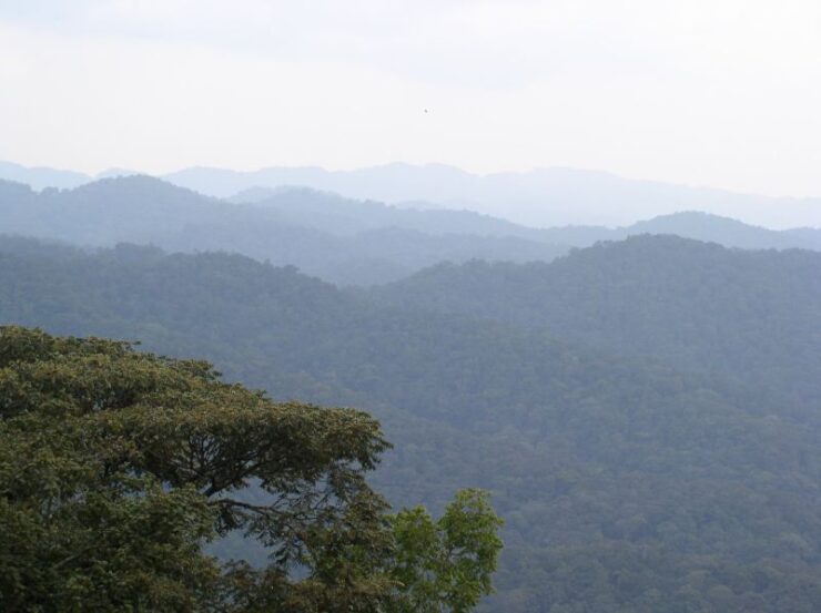 Bwindi, An Ancient Rainforest in Southwestern Uganda - Boreal Forest