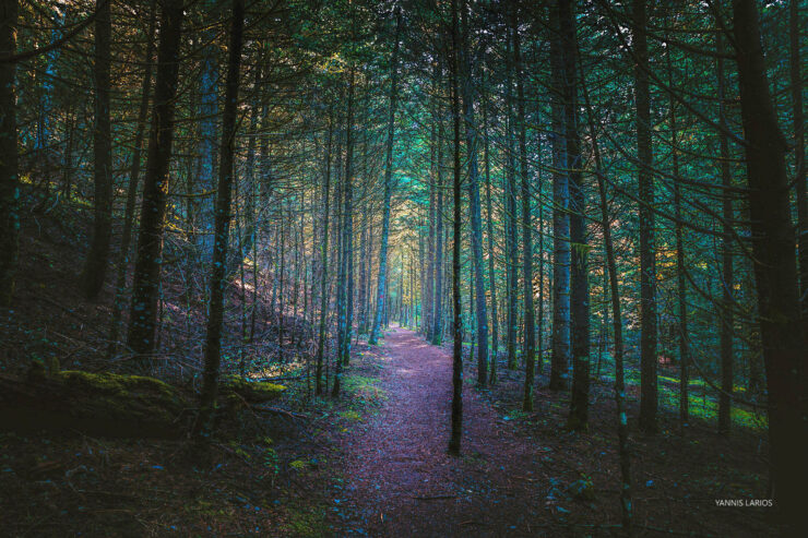 The Art of Forest Photography: Techniques for Creating Breathtaking ...