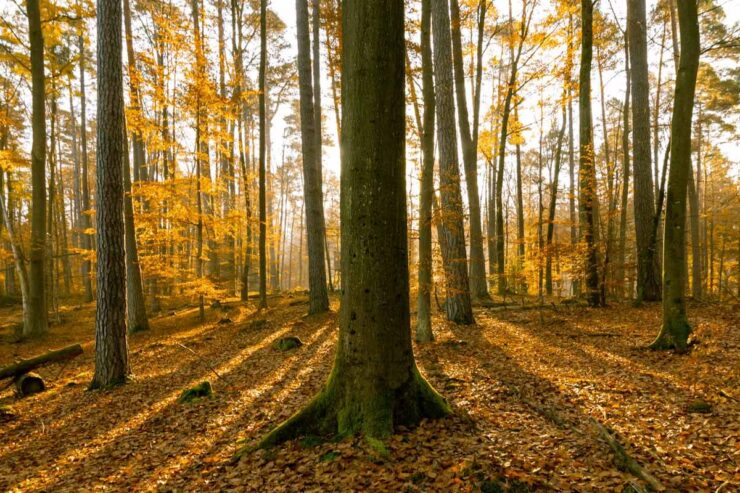 The Art of Forest Photography: Techniques for Creating Breathtaking ...