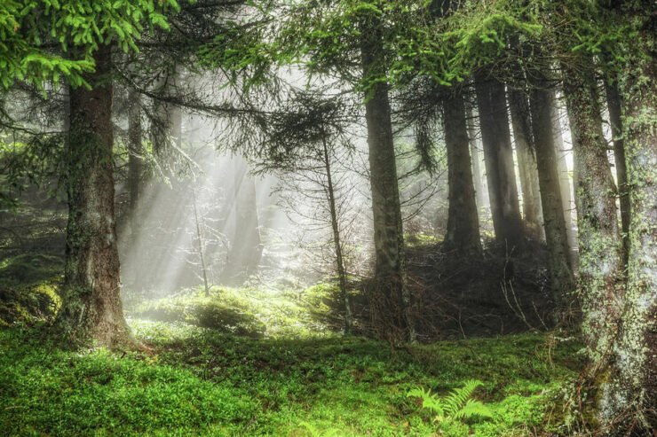 The Art of Forest Photography: Techniques for Creating Breathtaking ...