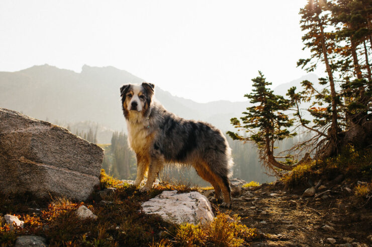 Canine Companions In The Wild: Exploring Nature Together - Boreal Forest