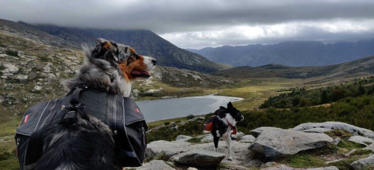 How to Prepare Your Dog for Their First Nature Hike - Boreal Forest