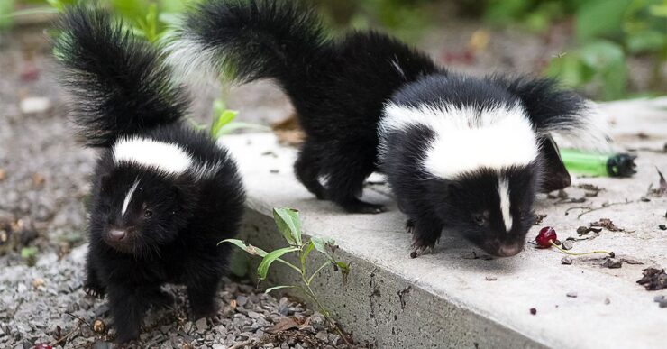 How to Get a Skunk Out from Under Your House: Tips for Safe and Odor ...
