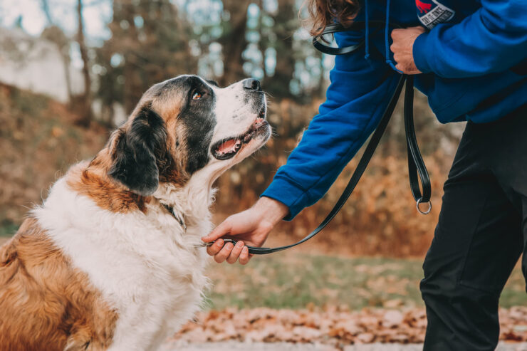 Day Training: A Comprehensive Approach to Transforming Your Dog's ...