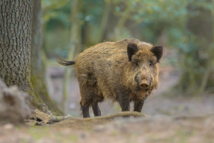 Exploring the Thrill: California Hog Hunting Adventures Unveiled ...