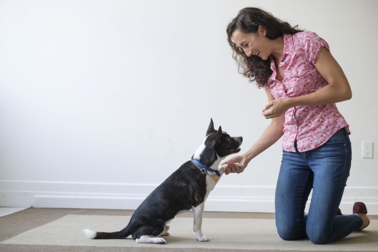 Day Training: A Comprehensive Approach to Transforming Your Dog's ...