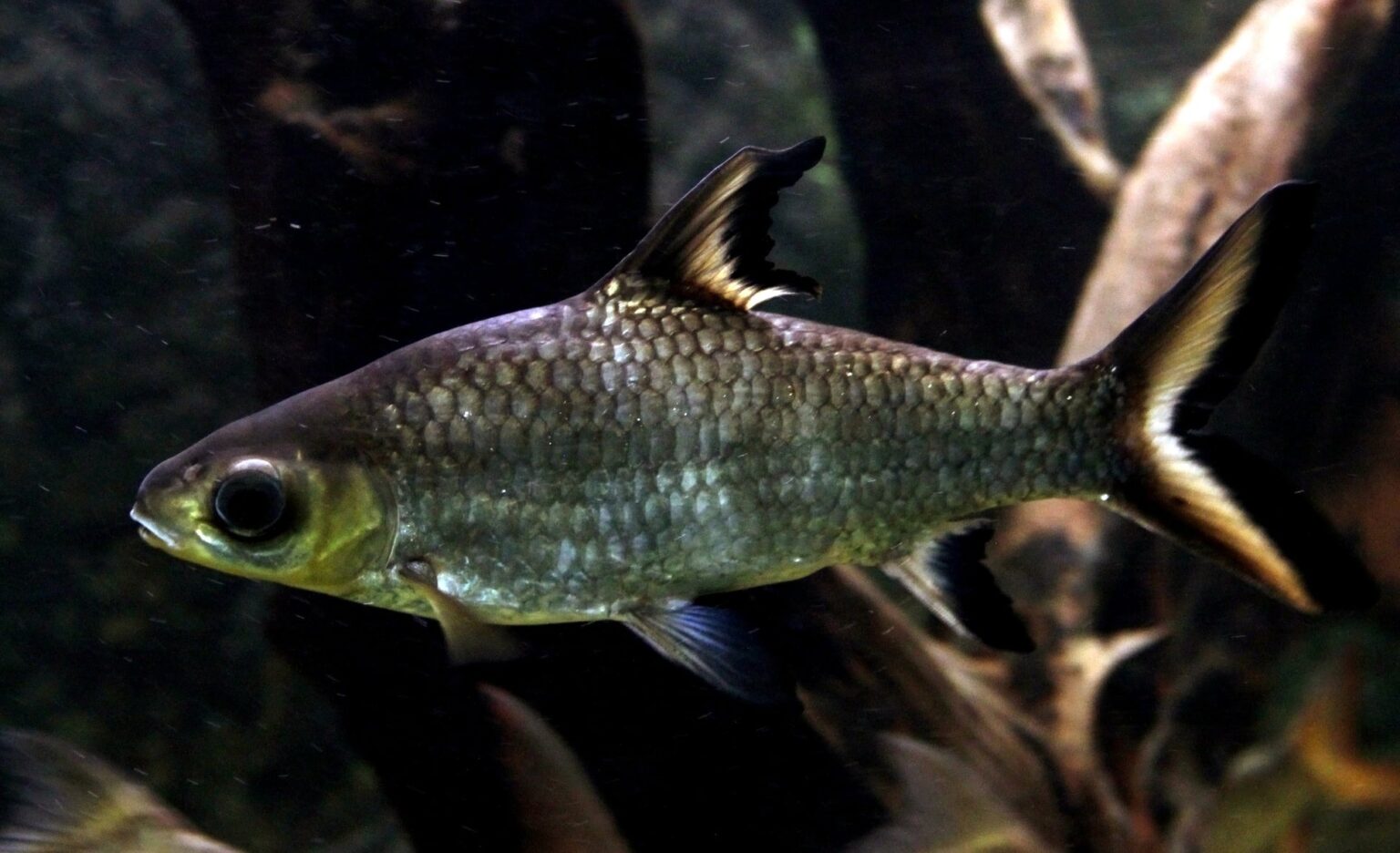 Bala Sharks: A Guide to Their Captivating World - Boreal Forest