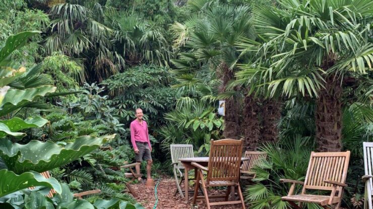 How to Transform Your Garden into an Outdoor Jungle - Boreal Forest