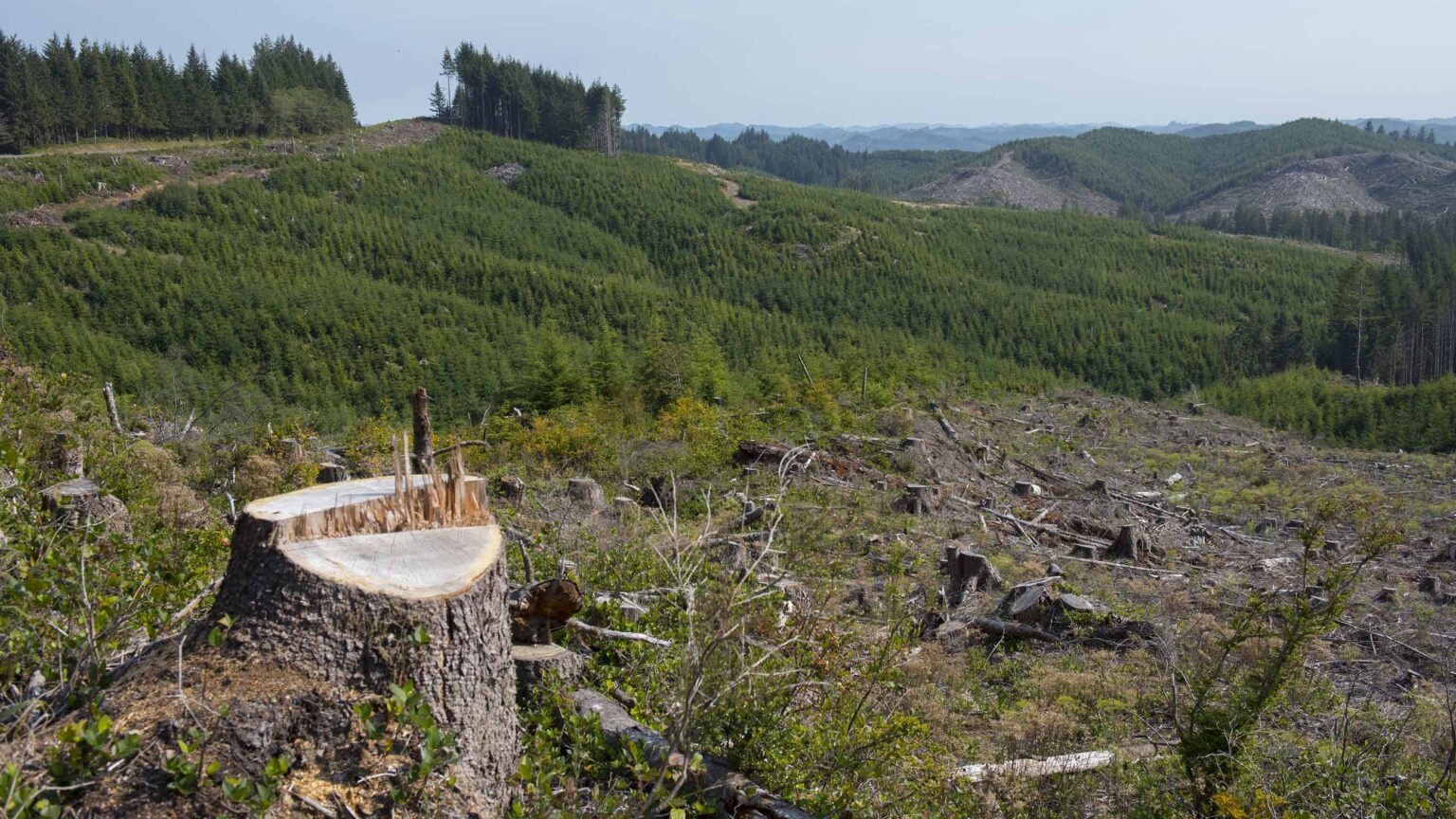 Sustainable Forestry: Selective Cutting As A Way To Preserve Forests - Boreal Forest