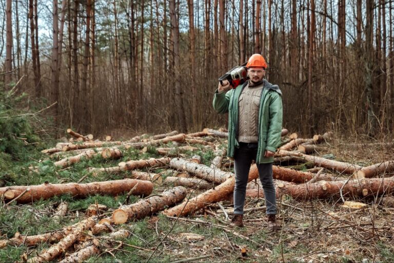 Sustainable Forestry: Selective Cutting As A Way To Preserve Forests - Boreal Forest