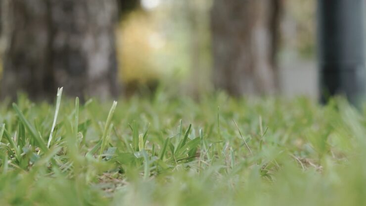 Unveiling the Green Revolution: Artificial Grass and Its Environmental ...